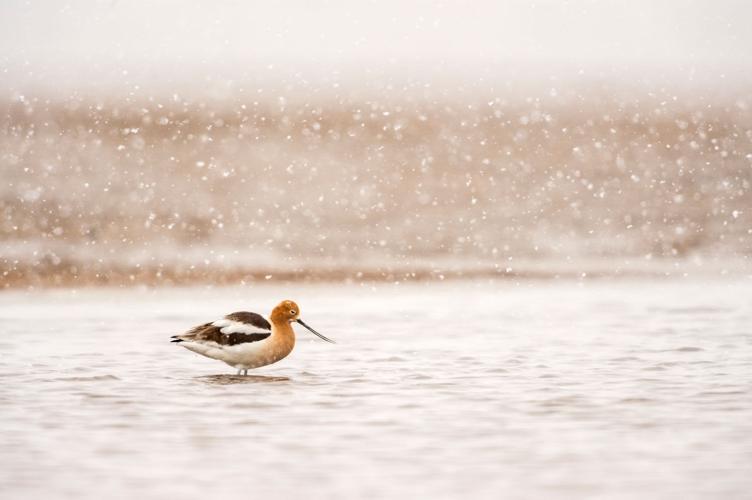 Five Fun Facts About… The American Avocet | Estes Valley Spotlight ...