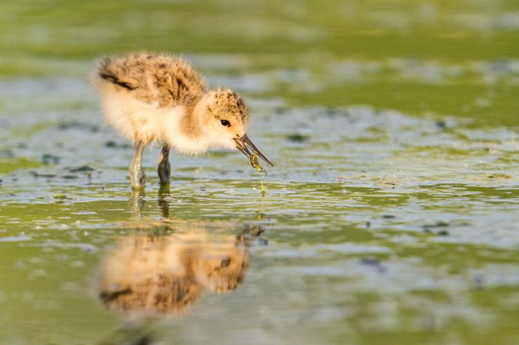 Five Fun Facts About… The American Avocet | Estes Valley Spotlight ...