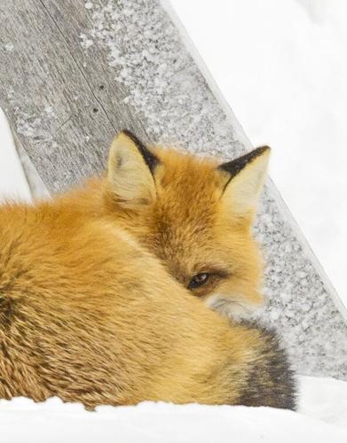 Five Fun Facts About.... The Red Fox | Estes Valley Spotlight ...
