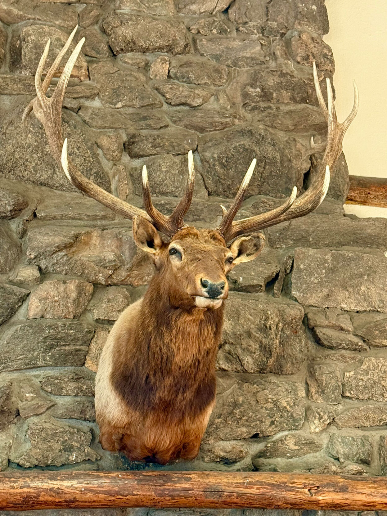 Famous Elk Of RMNP | Estes Valley Spotlight | estesparknews.com