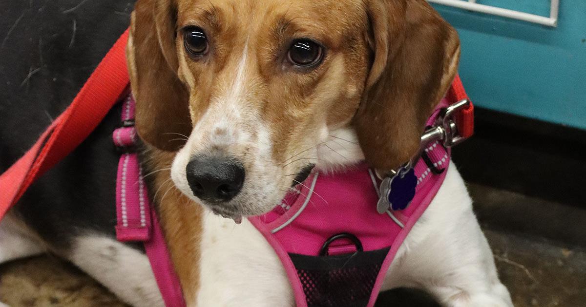 A forever home dogs | Pets | fairfaxtimes.com