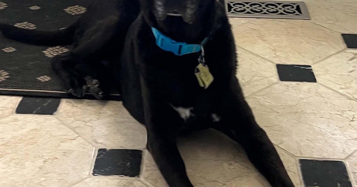 Forever Home Dogs - Adorable Adoptables | Pets | fairfaxtimes.com