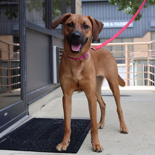 A forever home dogs | Pets | fairfaxtimes.com