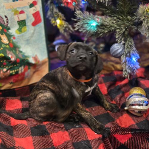 Adorable Adoptables: A Forever Home | Pets | fairfaxtimes.com