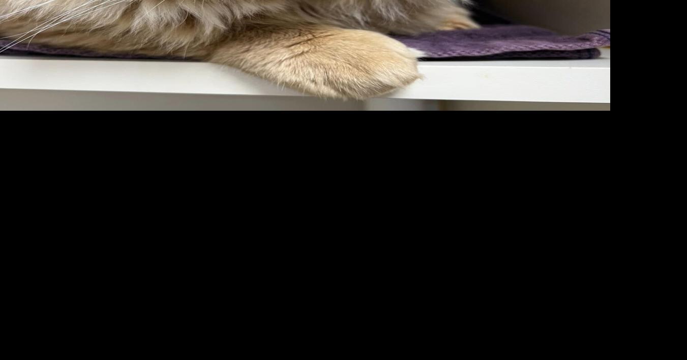 Fairfax County Department of Animal Sheltering | Pets | fairfaxtimes.com