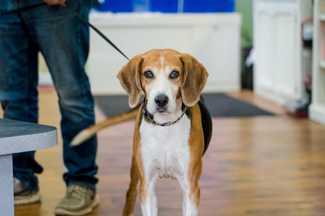 From The Dog’s Paw – Four paws salute! | Articles | fairfaxtimes.com