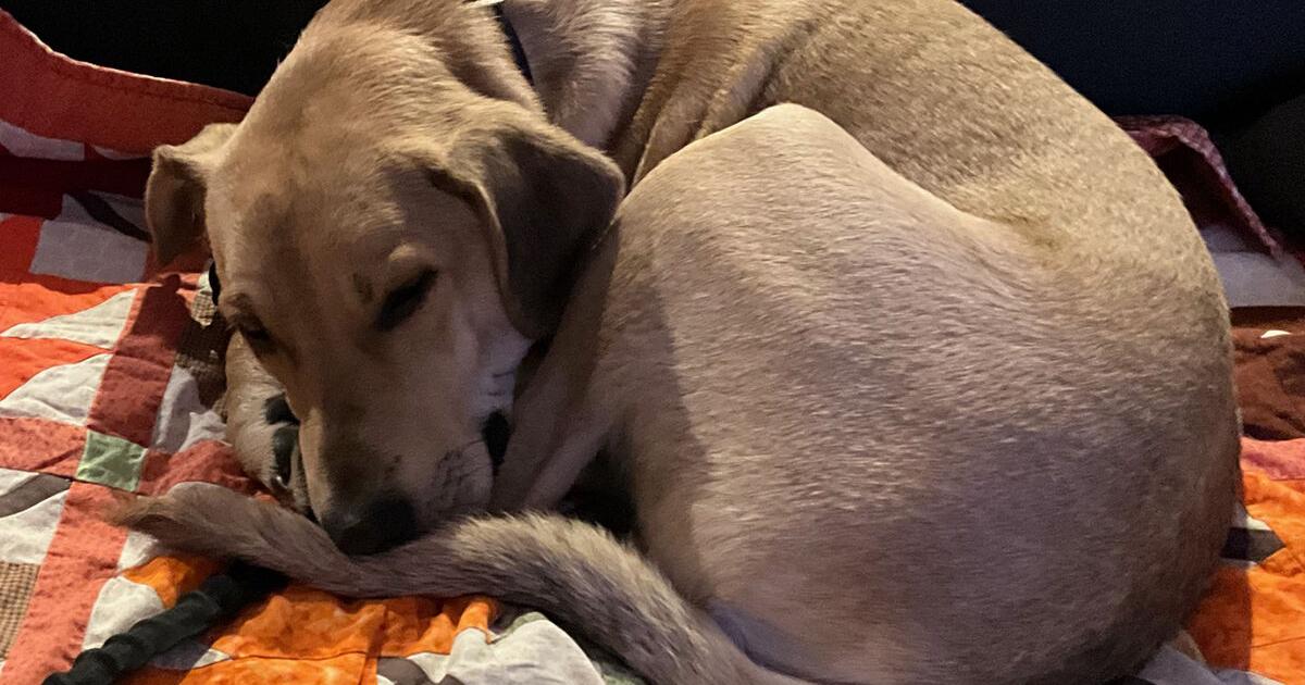 A Forever Home | Pets | fairfaxtimes.com