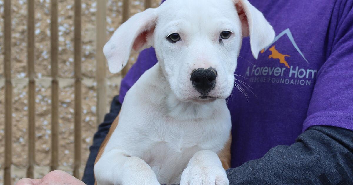 Adorable Adoptables - A Forever Home | Pets | fairfaxtimes.com