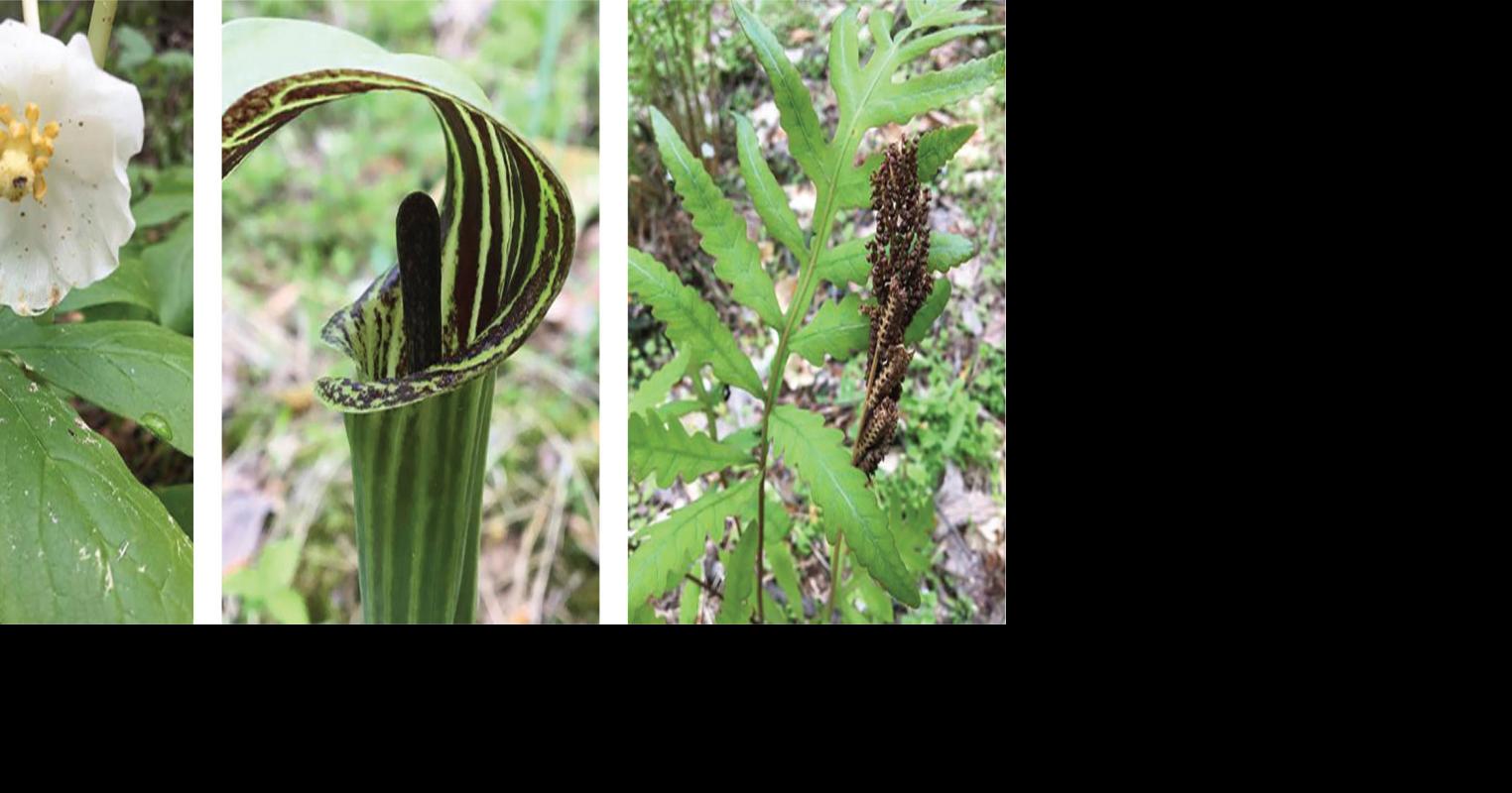 Beautiful native plants on the forest floor of Difficult Run Stream ...