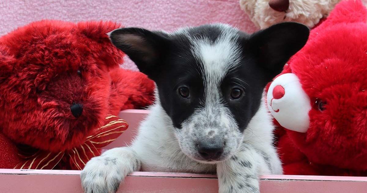 Adorable Adoptables: A Forever Home Dogs | Pets | fairfaxtimes.com