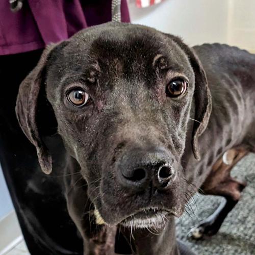 Adorable Adoptables: A Forever Home Dogs | Pets | fairfaxtimes.com
