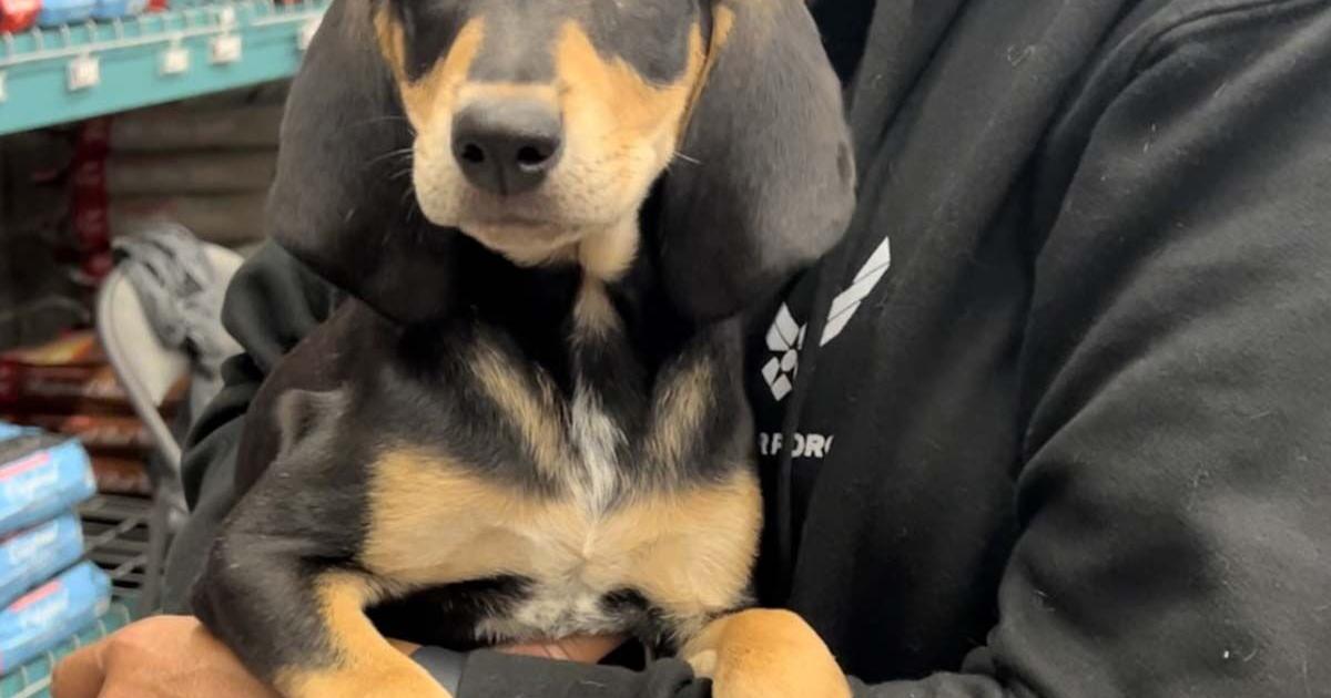 A Forever Home Dogs - Adorable Adoptables | Pets | fairfaxtimes.com
