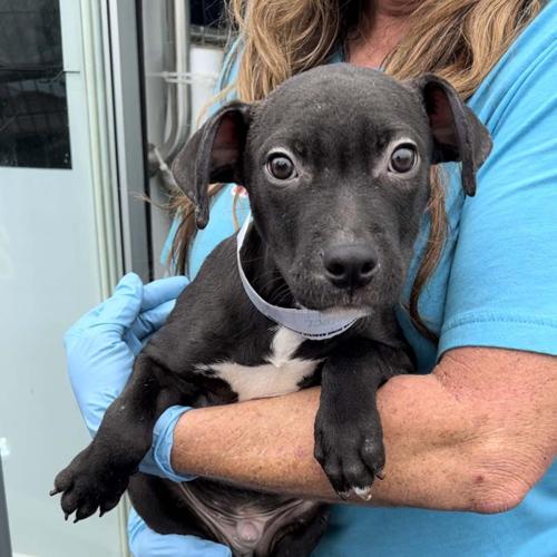 A Forever Home Dogs - Adorable Adoptables | Pets | fairfaxtimes.com