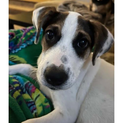 A Forever Home Dogs - Adorable Adoptables | Pets | fairfaxtimes.com