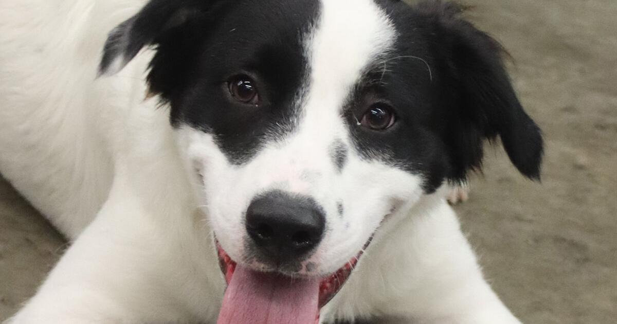 Adorable Adoptables - A Forever Home Dogs | Pets | fairfaxtimes.com