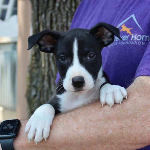 Adorable Adoptables: A Forever Home Dogs | Pets | fairfaxtimes.com