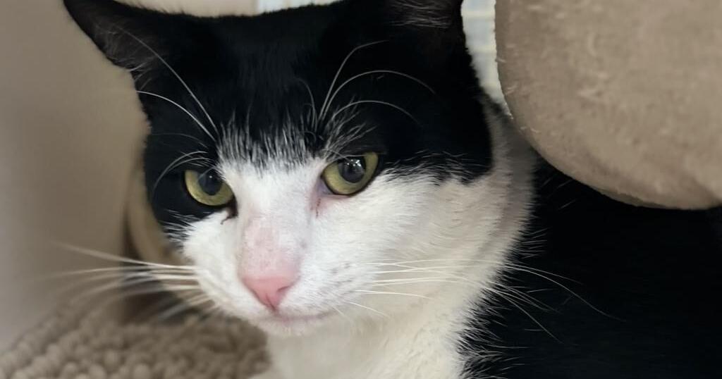 Adorable Adoptables: Four Paws Cats | Articles | fairfaxtimes.com