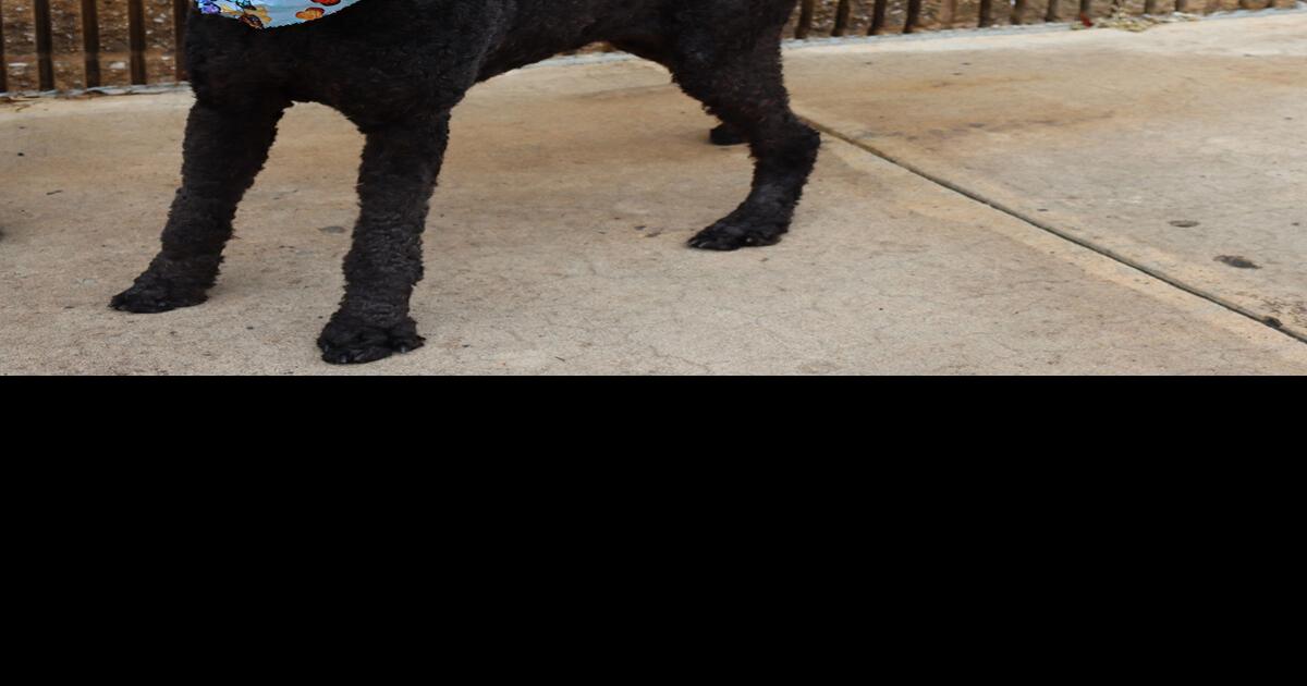 A Forever Home Dogs - Adorable Adoptables | Pets | fairfaxtimes.com