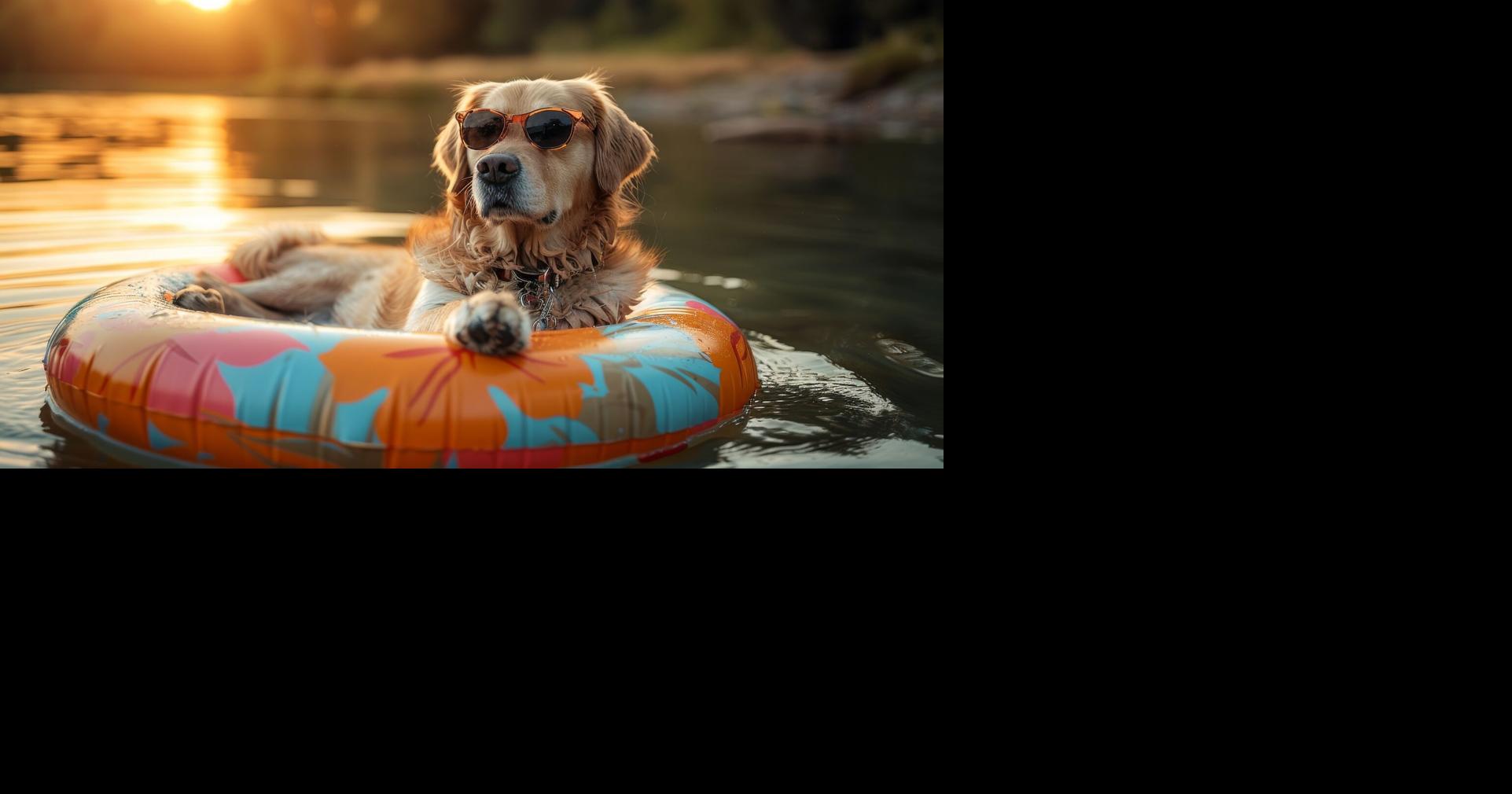 Tips for keeping your furry friends safe this summer | Pets ...