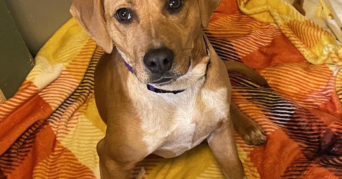 Adorable Adoptables: A Forever Home | Pets | fairfaxtimes.com