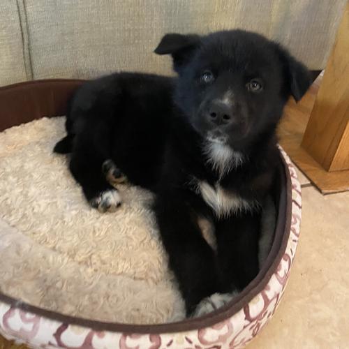 A Forever Home Dogs - Adorable Adoptables | Pets | fairfaxtimes.com