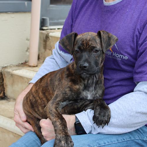 A Forever Home Dogs - Adorable Adoptables | Pets | fairfaxtimes.com