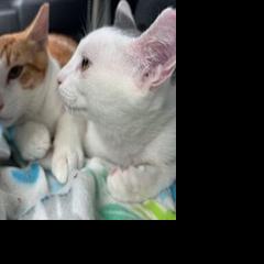 Pets Bring Joy | Pets | fairfaxtimes.com