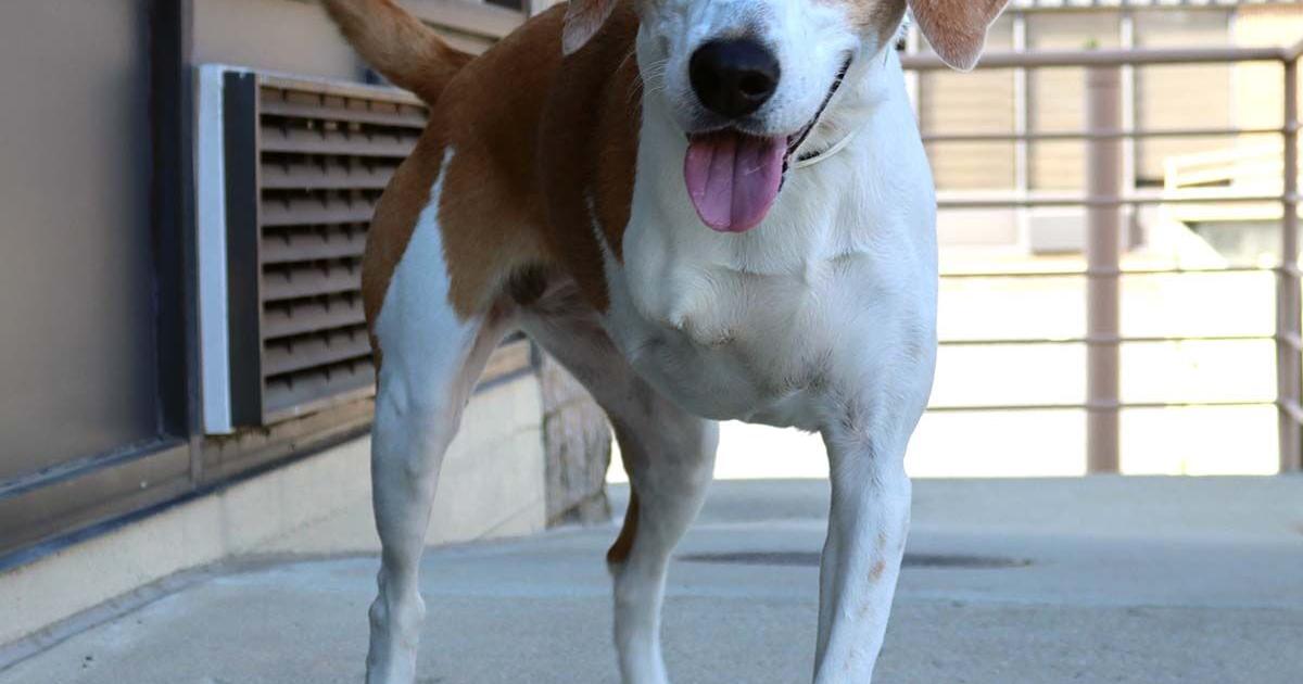 Adorable Adoptables - Forever Home Dogs | Pets | fairfaxtimes.com