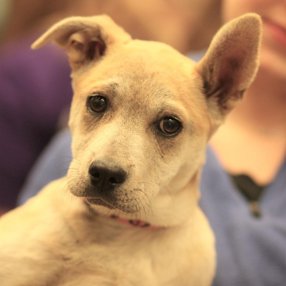 Adorable Adoptables | Articles | fairfaxtimes.com