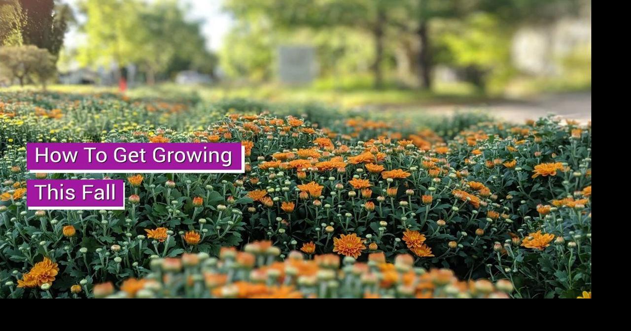 Get growing this fall gardening season | Articles | fairfaxtimes.com