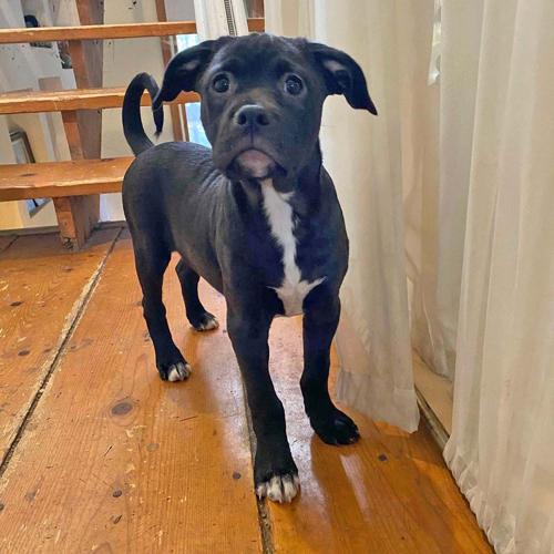 Adorable Adoptables - Forever Home Dogs | Pets | fairfaxtimes.com