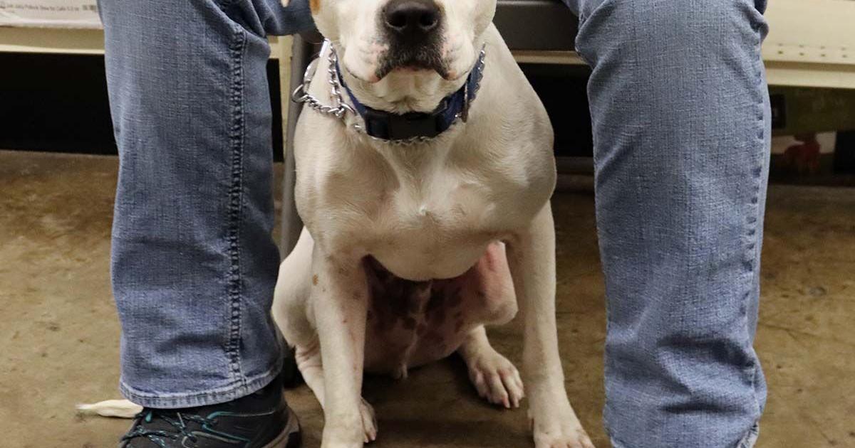 Adorable Adoptables - Forever Home Dogs | Pets | fairfaxtimes.com