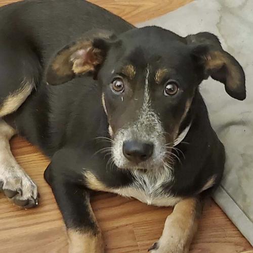 Adorable Adoptables - Forever Home Dogs | Pets | fairfaxtimes.com