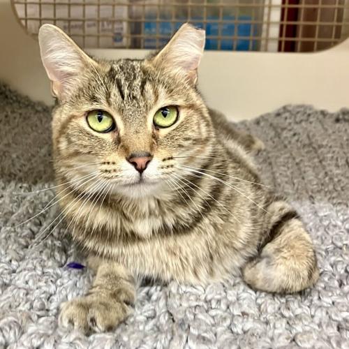 Add a cat to your home today! | Pets | fairfaxtimes.com