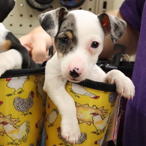 Adorable Adoptables - Forever Home Dogs | Pets | fairfaxtimes.com