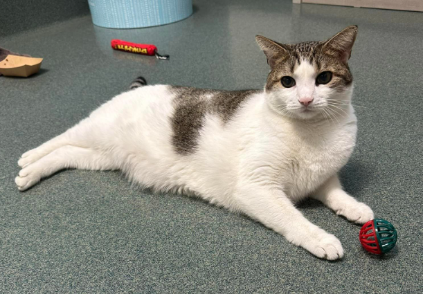 Fairfax County Department of Animal Sheltering | Pets | fairfaxtimes.com