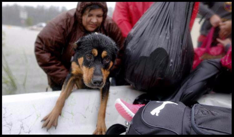 From The Dog’s Paw - Helping hurricane dogs | Articles | fairfaxtimes.com