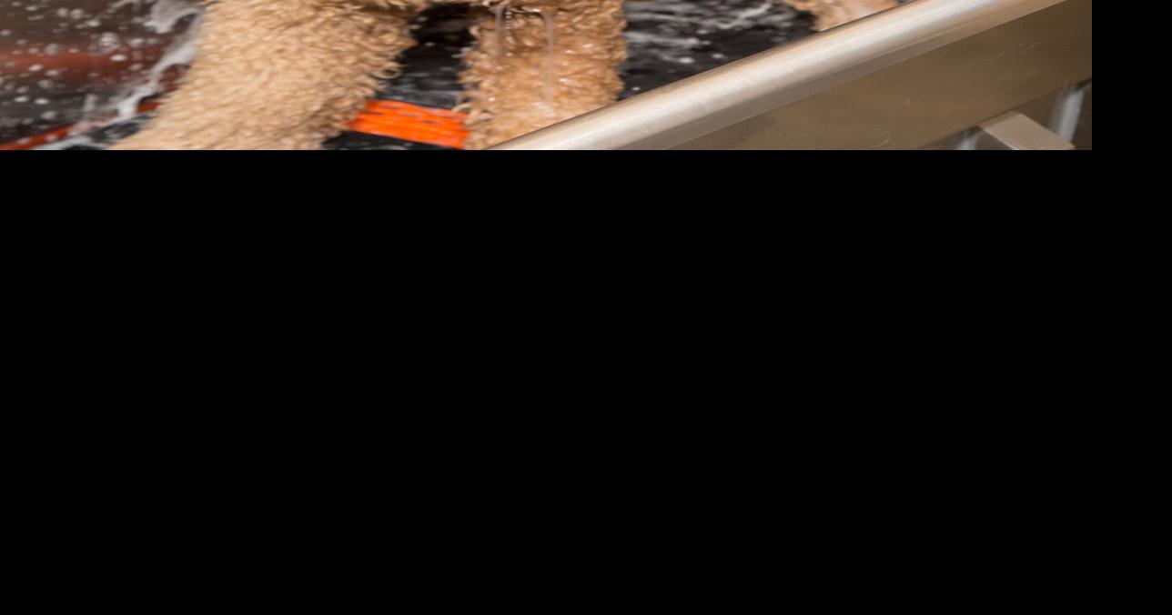 ‘Party Inside, Potty Outside’ | Articles | fairfaxtimes.com