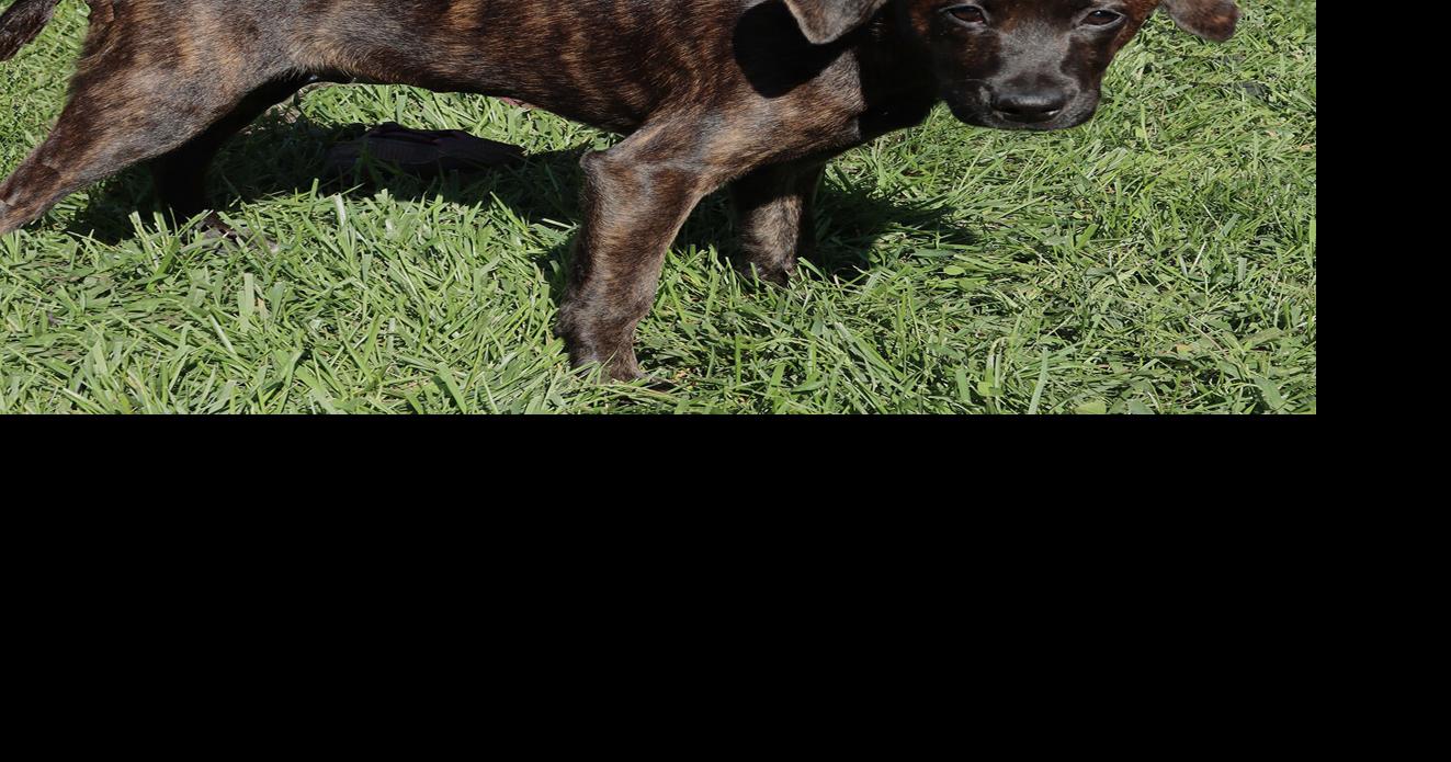 A forever home dogs | Pets | fairfaxtimes.com