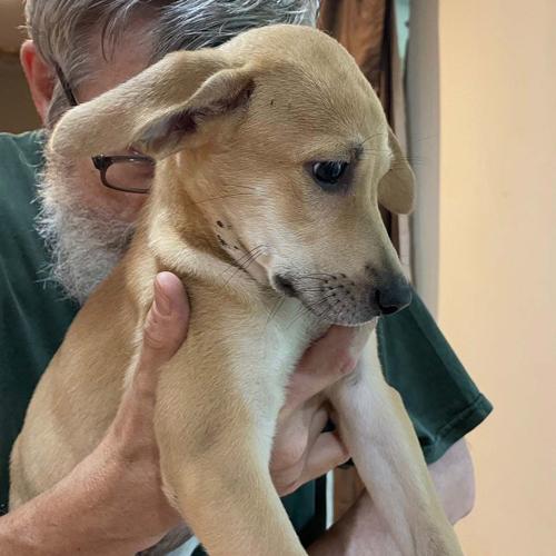A Forever Home Dogs - Adorable Adoptables | Pets | fairfaxtimes.com