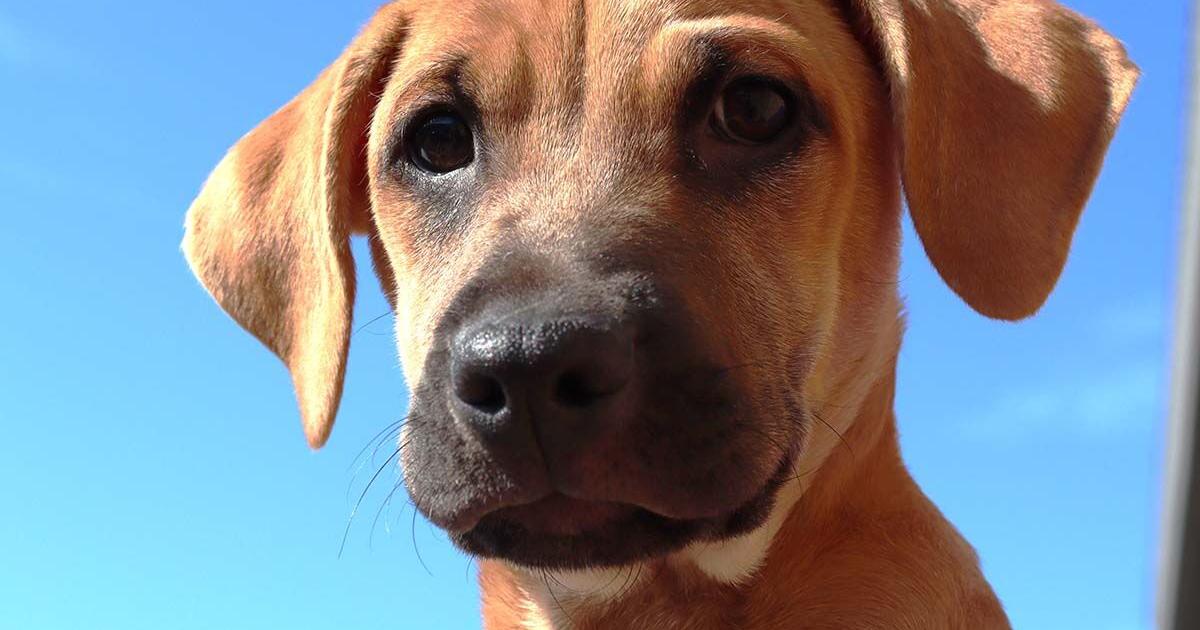 Adorable Adoptables: Forever Home Dogs | Pets | fairfaxtimes.com