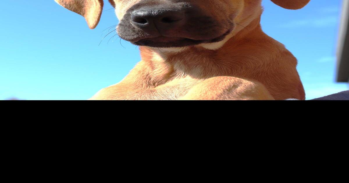 Adorable Adoptables: Forever Home Dogs | Pets | fairfaxtimes.com