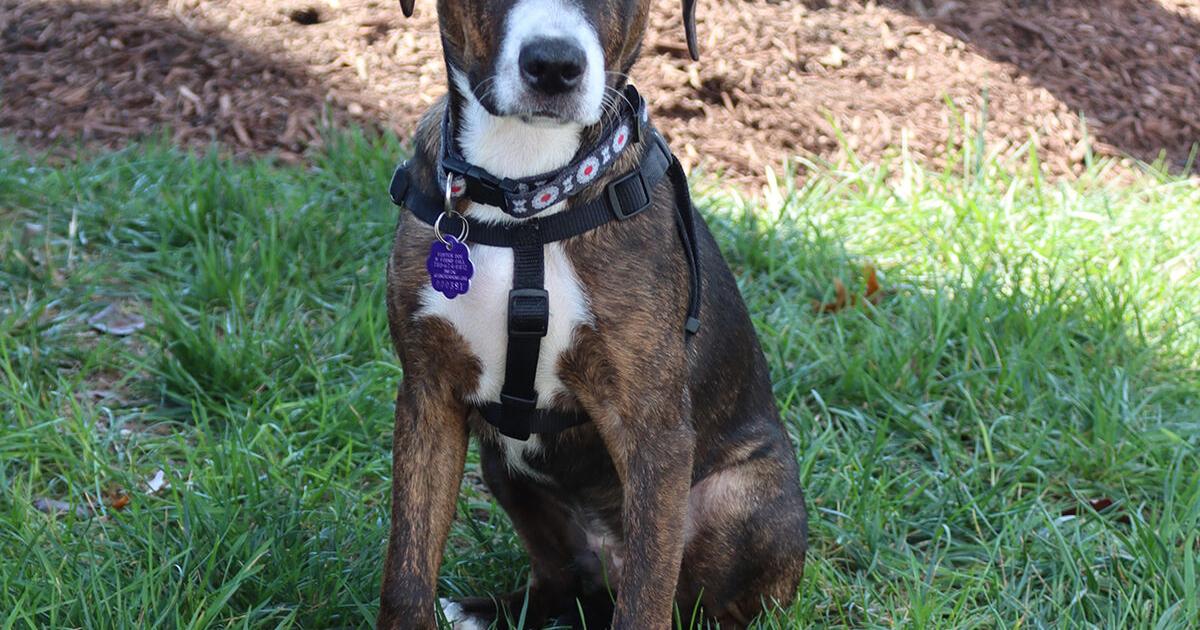 Adorable Adoptables - A forever home dogs | Pets | fairfaxtimes.com