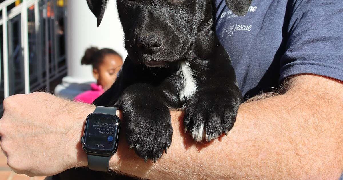 Adorable Adoptables: A Forever Home Dogs | Articles | fairfaxtimes.com