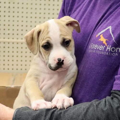 Adorable Adoptables: A Forever Home | Pets | fairfaxtimes.com