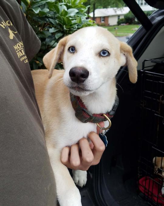 Adorable Adoptables | Fairfax County | fairfaxtimes.com