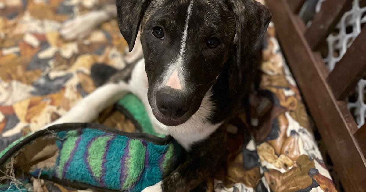 A Forever Home Dogs | Pets | fairfaxtimes.com