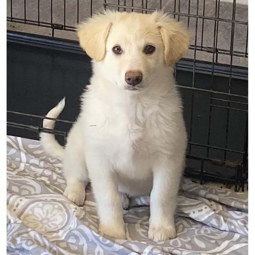 Adorable Adoptables - A Forever Home Dogs | Pets | fairfaxtimes.com