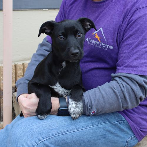 Adorable Adoptables - A Forever Home Dogs | Pets | fairfaxtimes.com