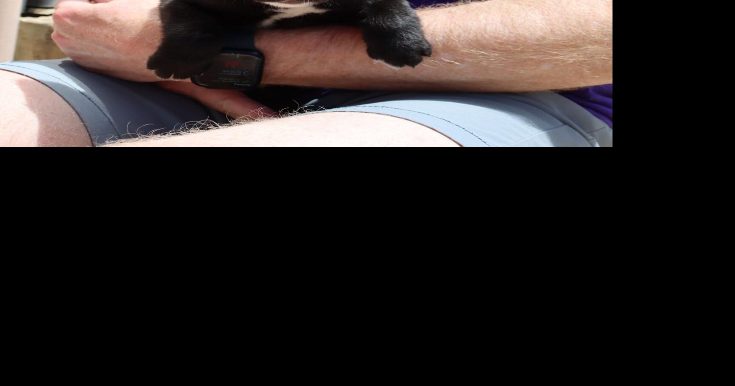 Forever Home Dogs | Pets | fairfaxtimes.com